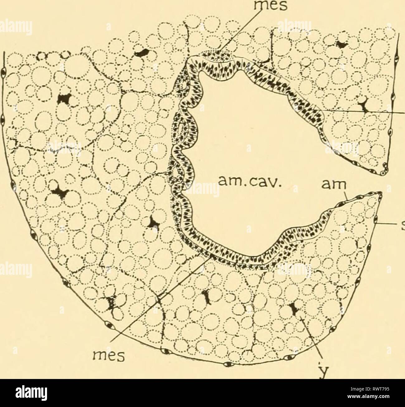 Embryology of insects and myriapods; Embryology of insects and ...