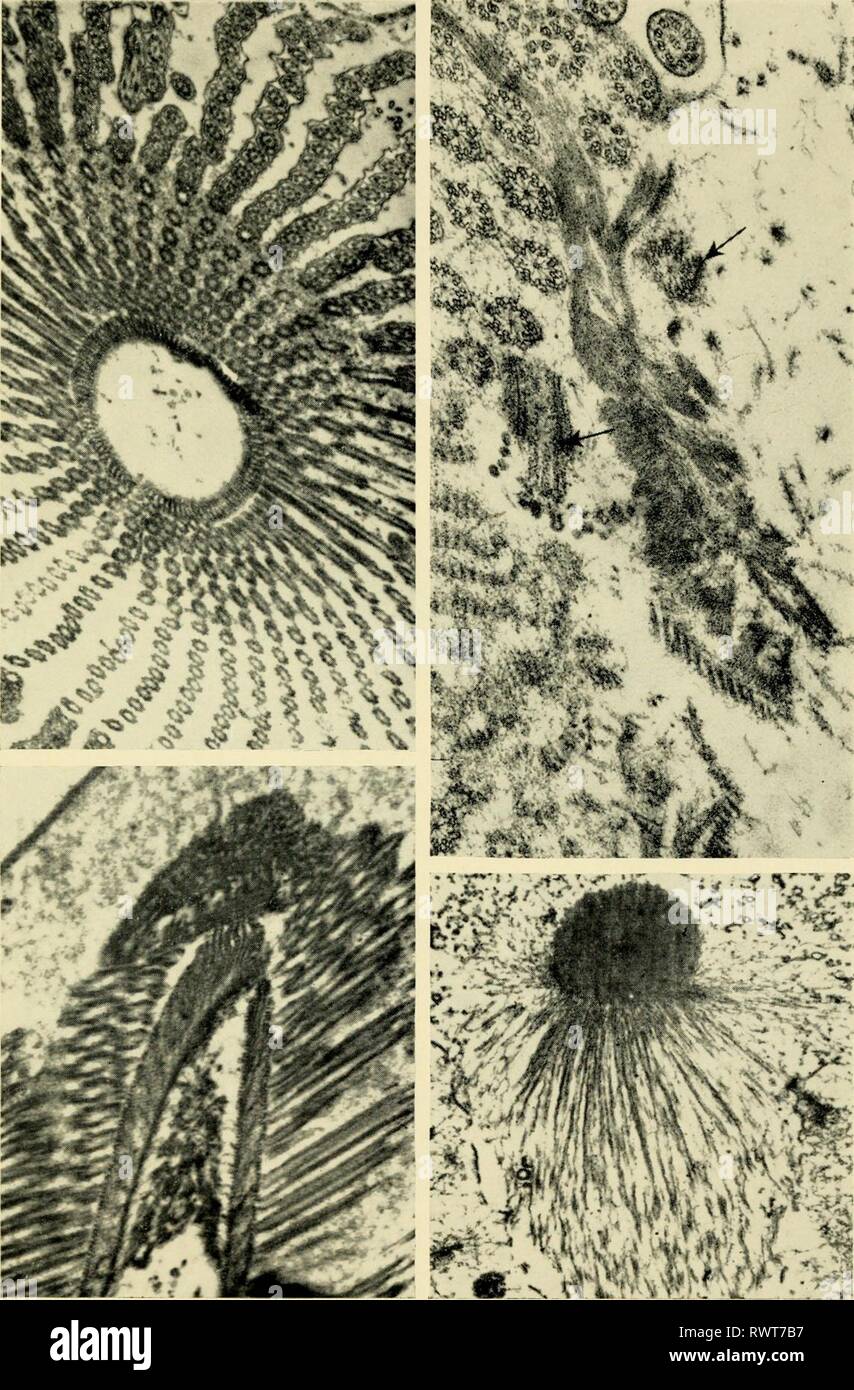Electron-microscopic structure of protozoa (1963) Electron-microscopic ...