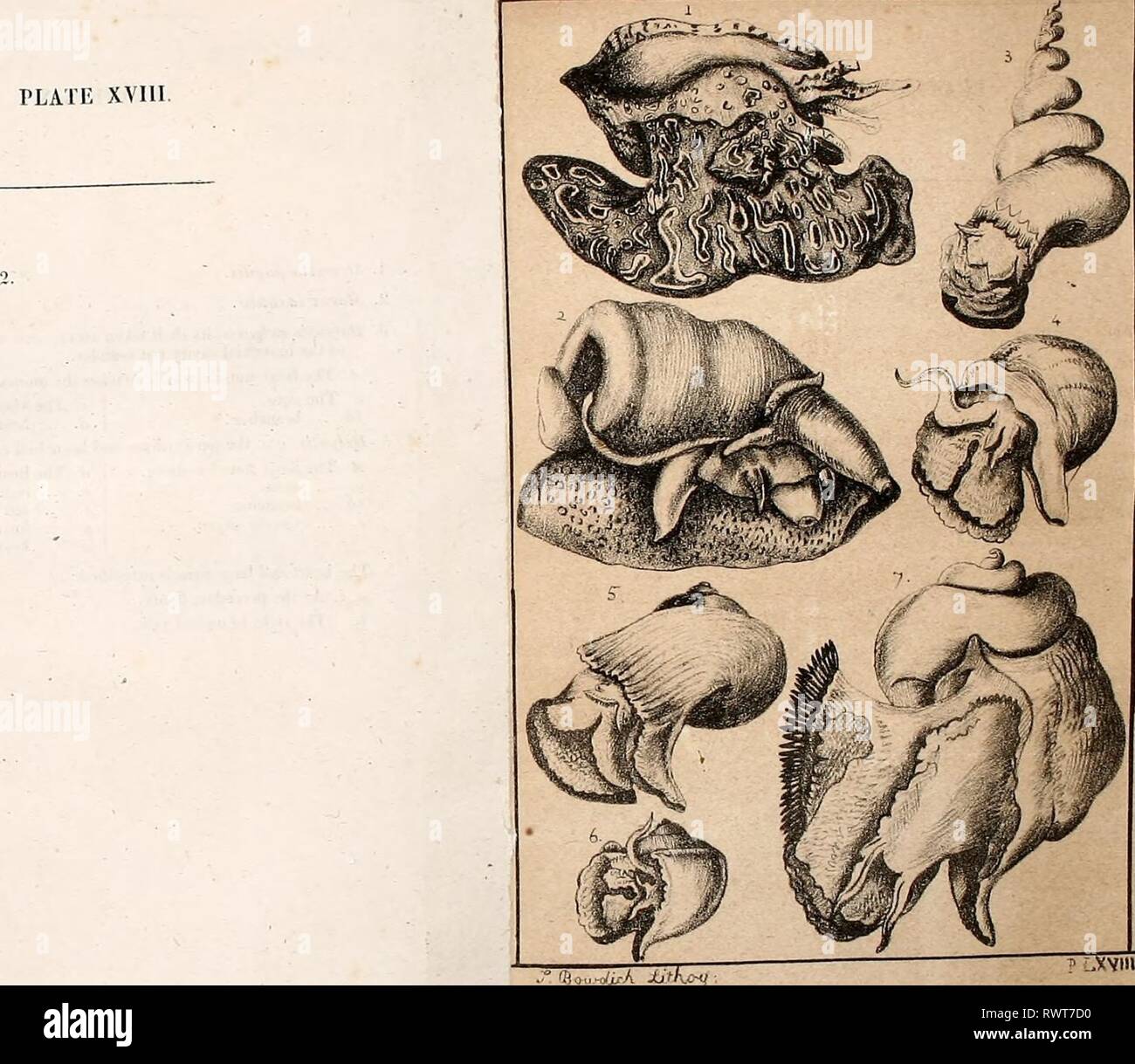 Voluta fossil hi-res stock photography and images - Alamy