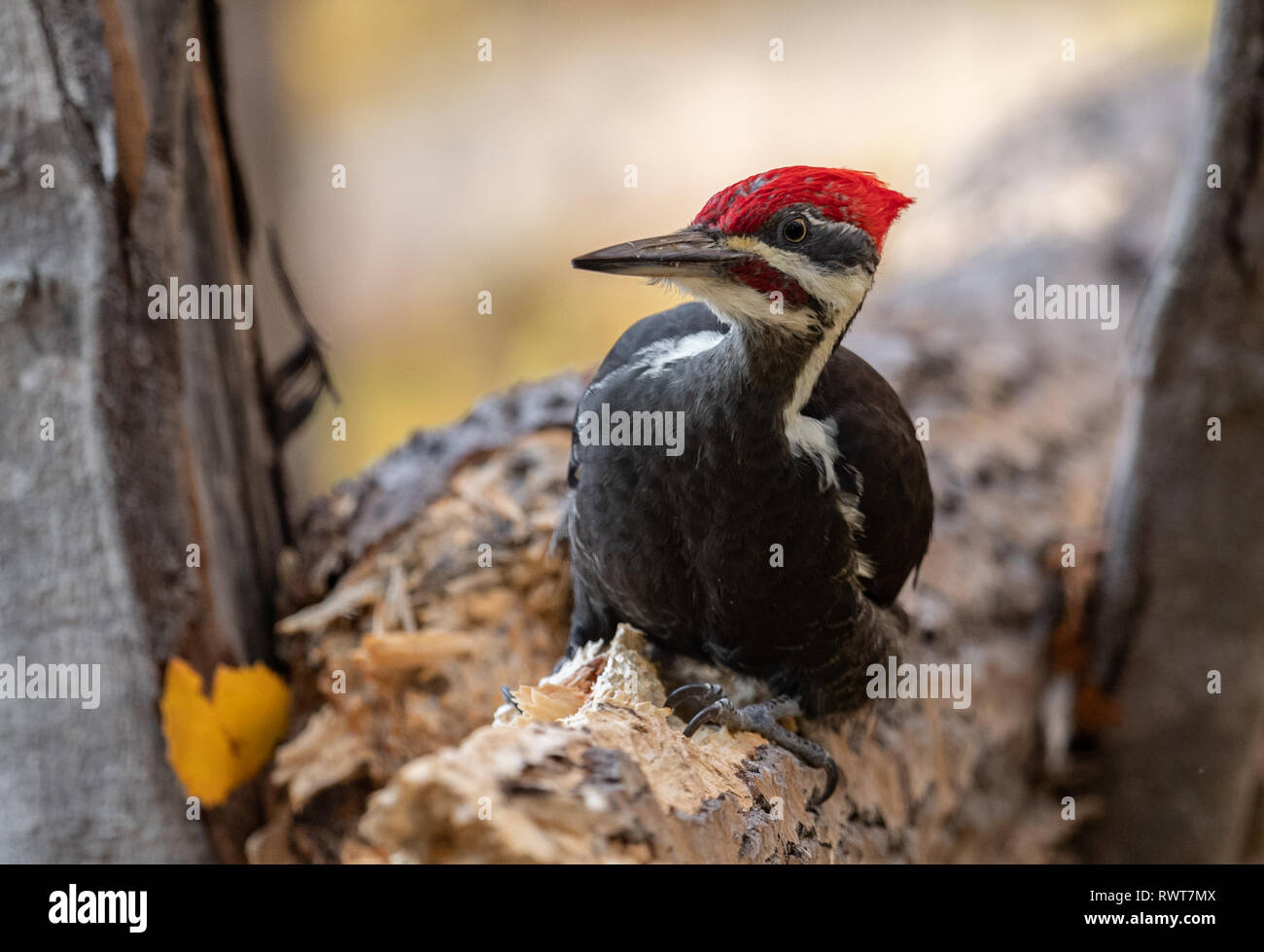 Angry robin bird hi-res stock photography and images - Alamy
