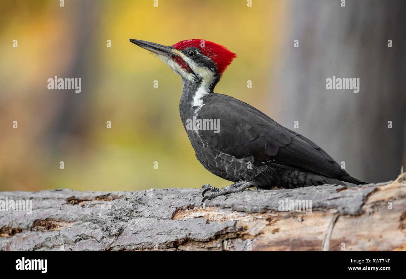 Angry robin bird hi-res stock photography and images - Alamy