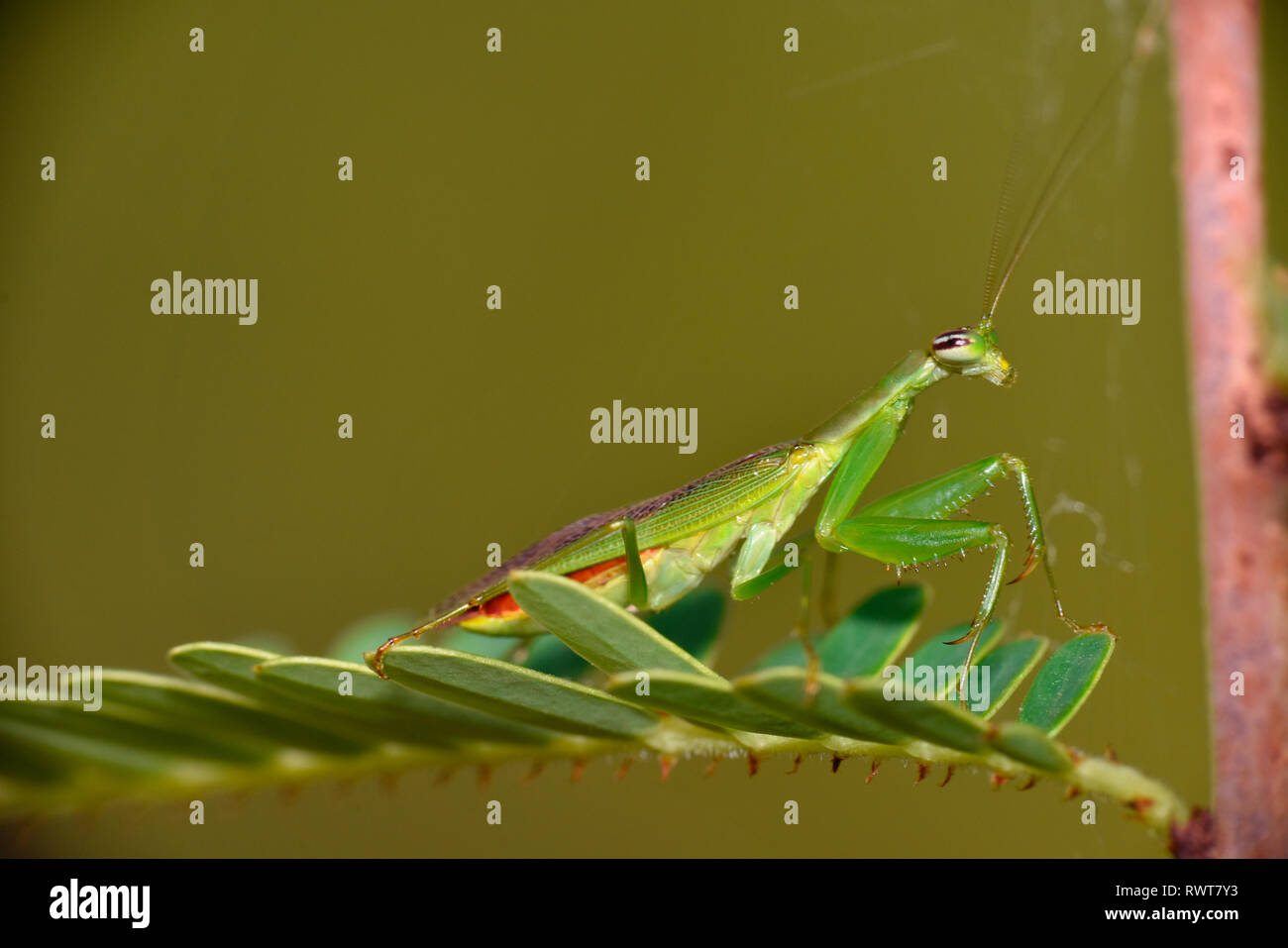 Female mantis on a green leaf hi-res stock photography and images - Alamy