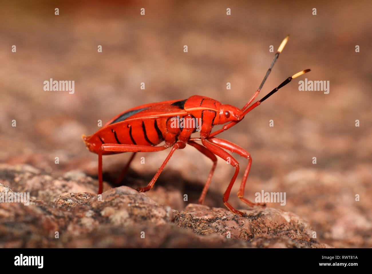 Red Bug, Pyrrhocoridae , Hyderabad, Telangana, India Stock Photo - Alamy