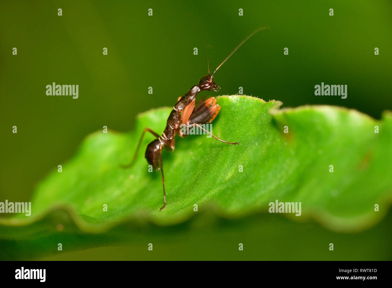 Odontomantis planiceps, Asian ant mantis species of praying mantis ...