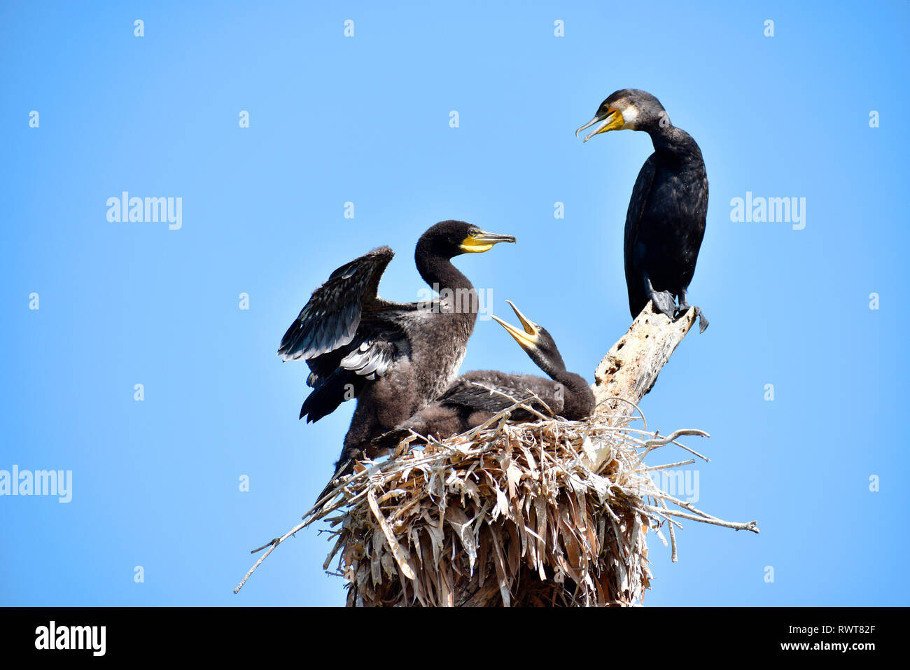 Indian shag hi-res stock photography and images - Alamy