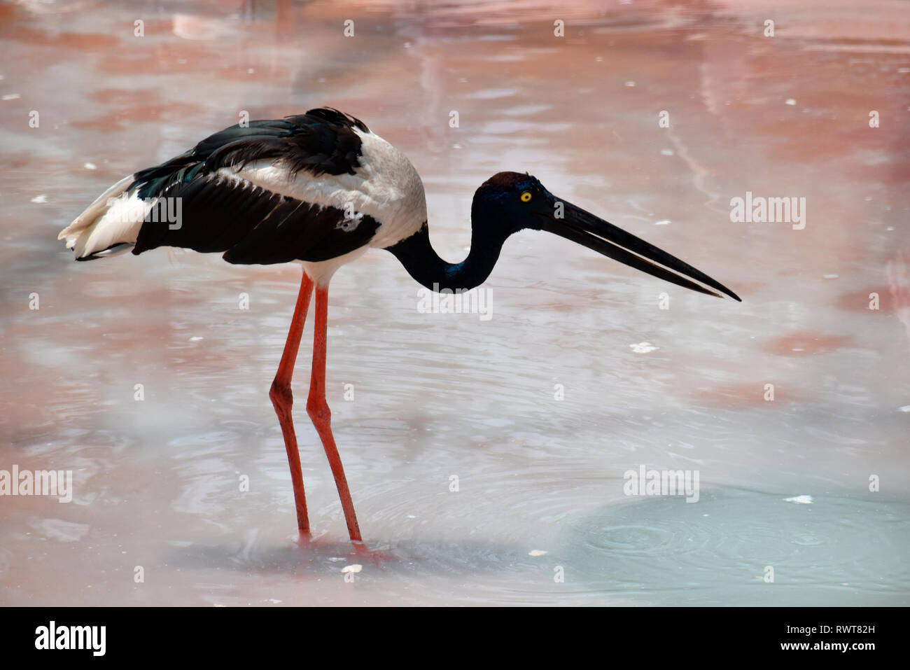 Black necked stork, Ephippiorhynchus asiaticus, Hyderabad, Telanagana ...