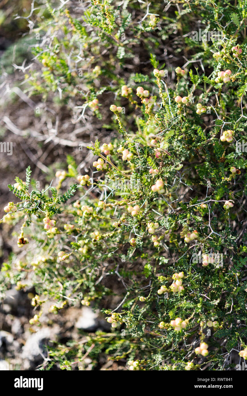 Morning dew forest wild herbs plants and grass Stock Photo - Alamy