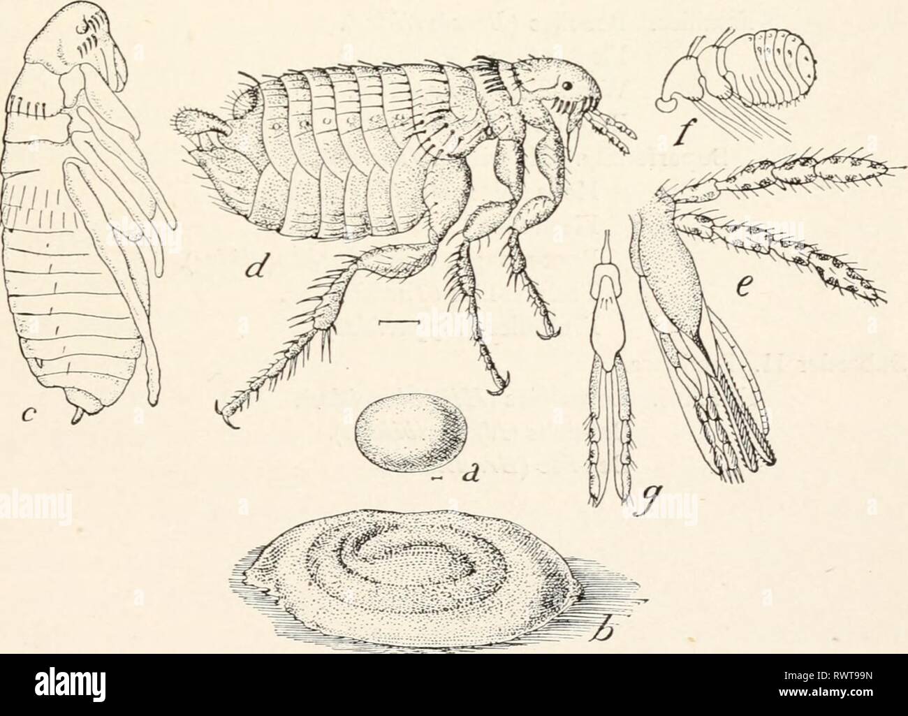 Animals Without Legs