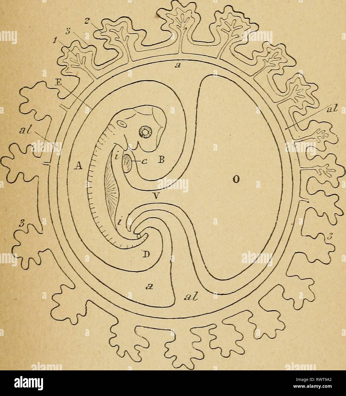 Placenta humain hi-res stock photography and images - Alamy