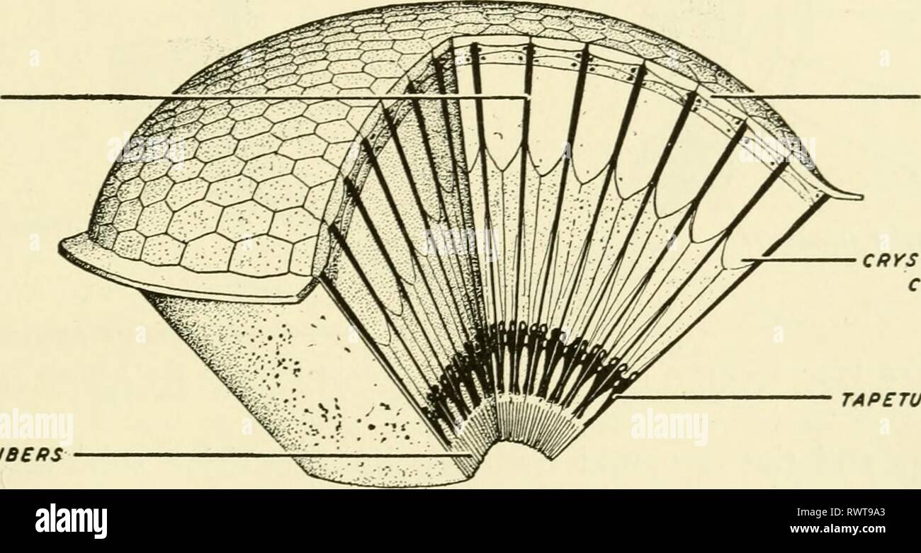 Elements of biology, with special Stock Photo - Alamy
