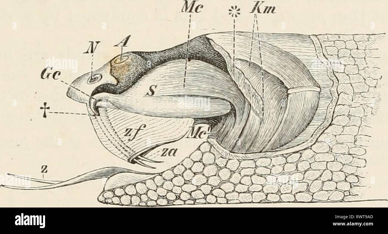 Elements of the comparative anatomy Stock Photo - Alamy