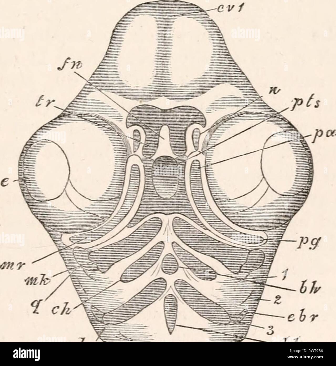Maxillary arch hi-res stock photography and images - Alamy