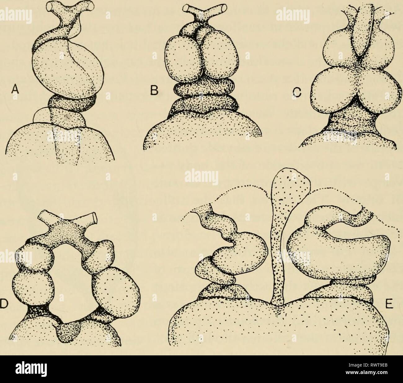 The elements of experimental embryology Stock Photo - Alamy