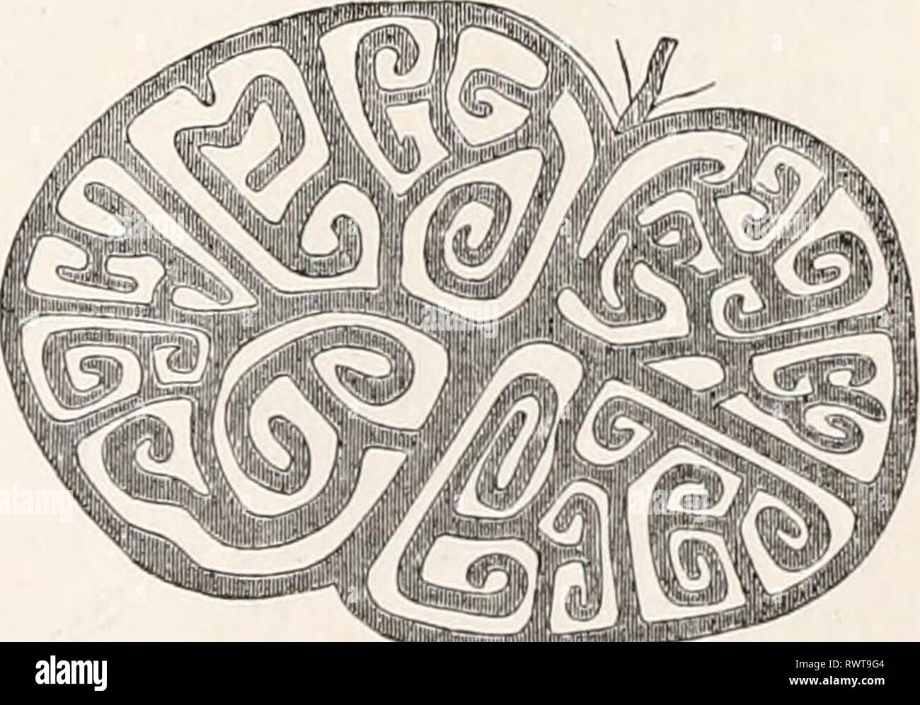 Elements of comparative anatomy (1878) Elements of comparative anatomy ...