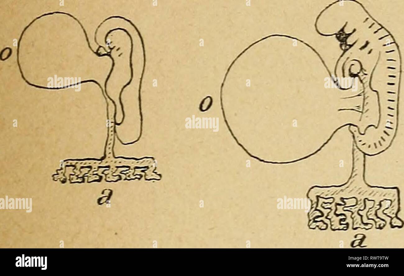 Le corps humain hi-res stock photography and images - Alamy