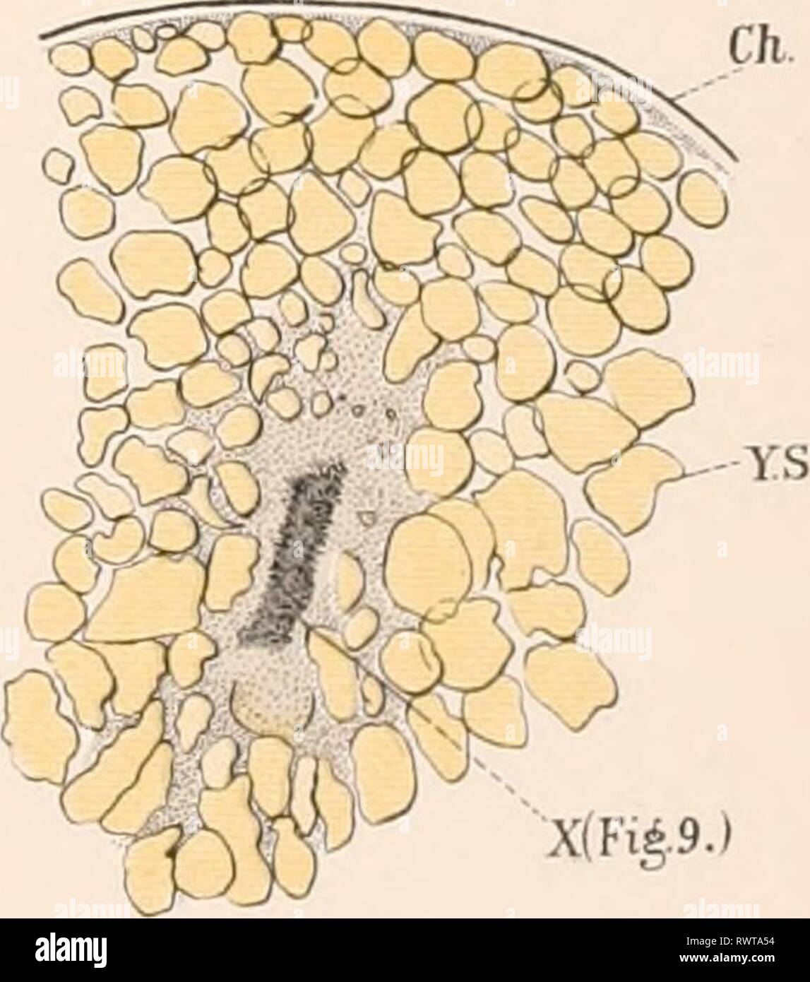 The embryology and metamorphosis of Stock Photo - Alamy