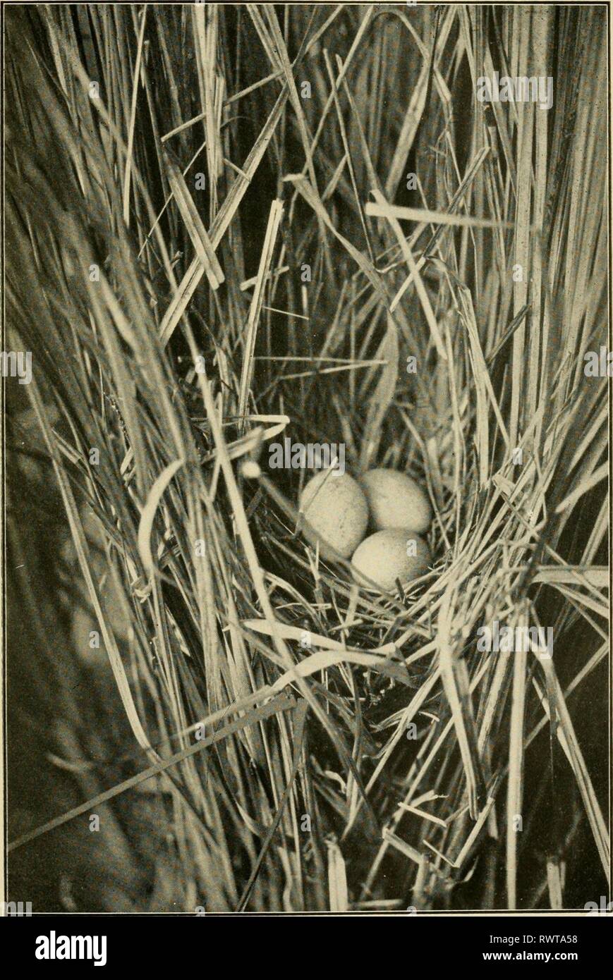 The Emu official organ Stock Photo - Alamy