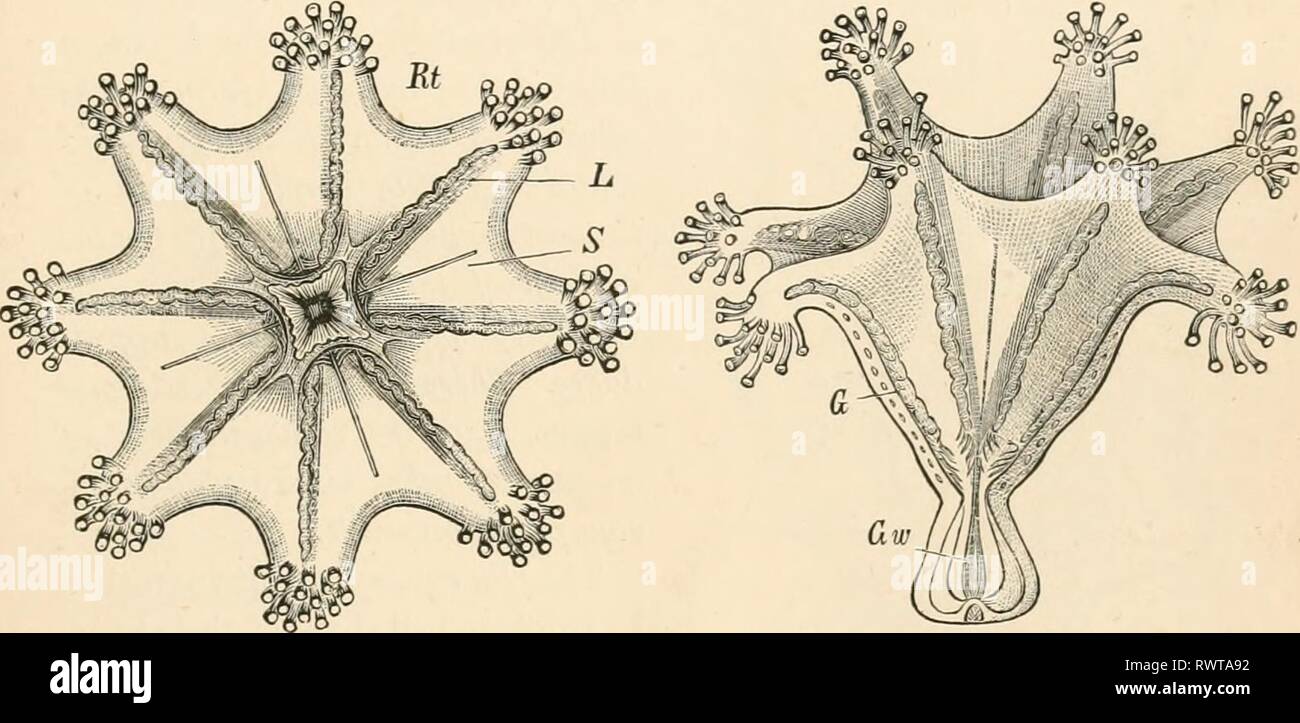 Elongated structures hi-res stock photography and images - Alamy