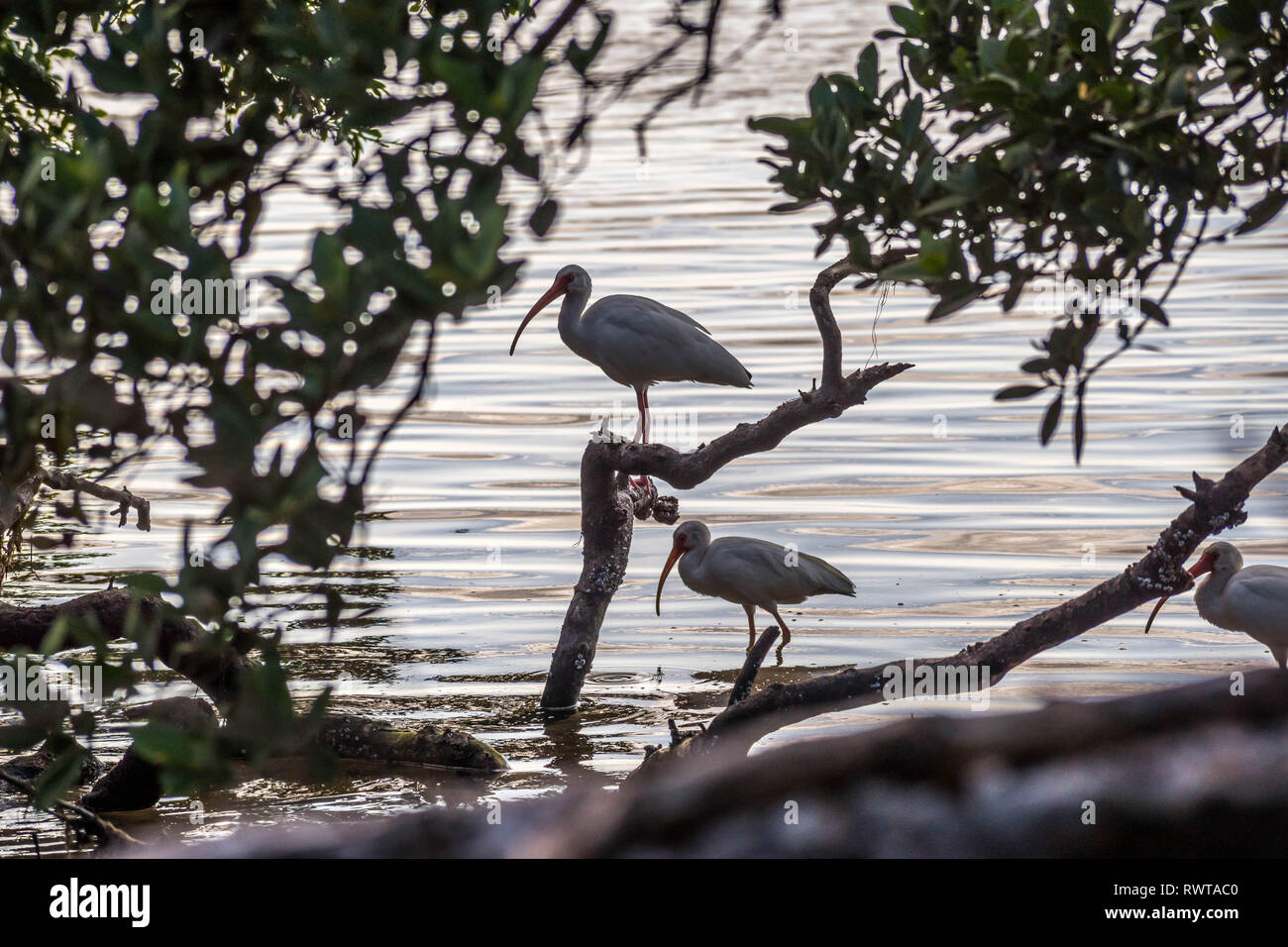 Ibis in florida wetlands hi-res stock photography and images - Alamy