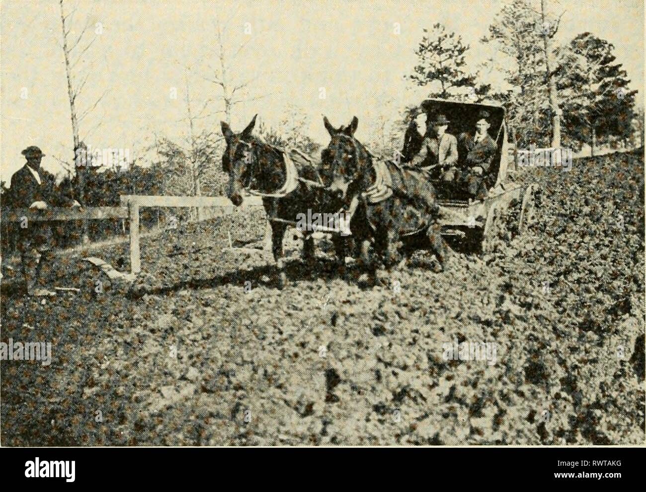 Elements of farm practice (1919 Stock Photo - Alamy
