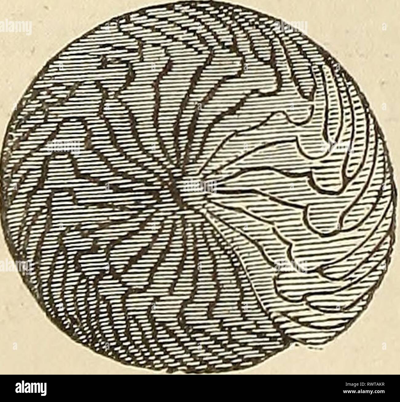 Elements of geology, or, The Stock Photo - Alamy