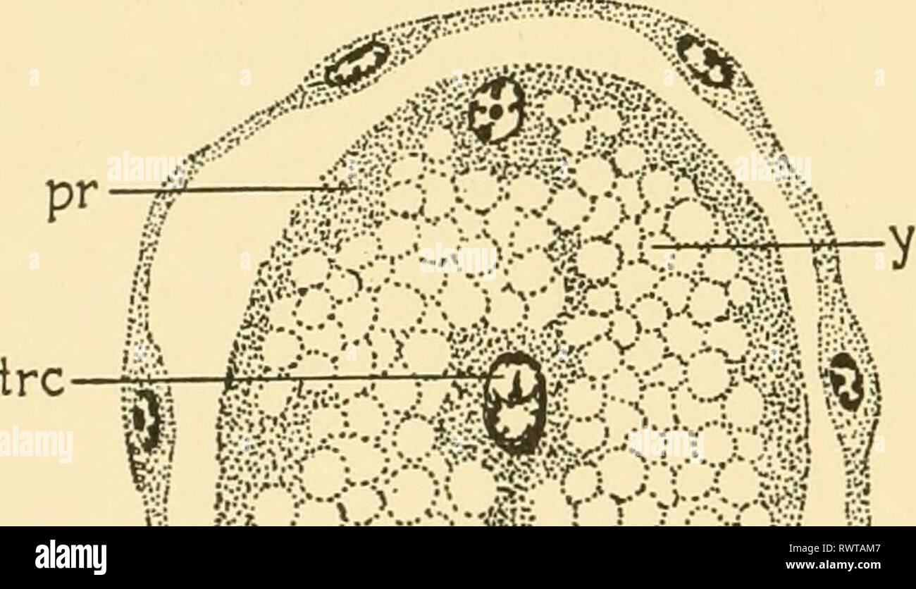 Embryology of insects and myriapods; Embryology of insects and ...
