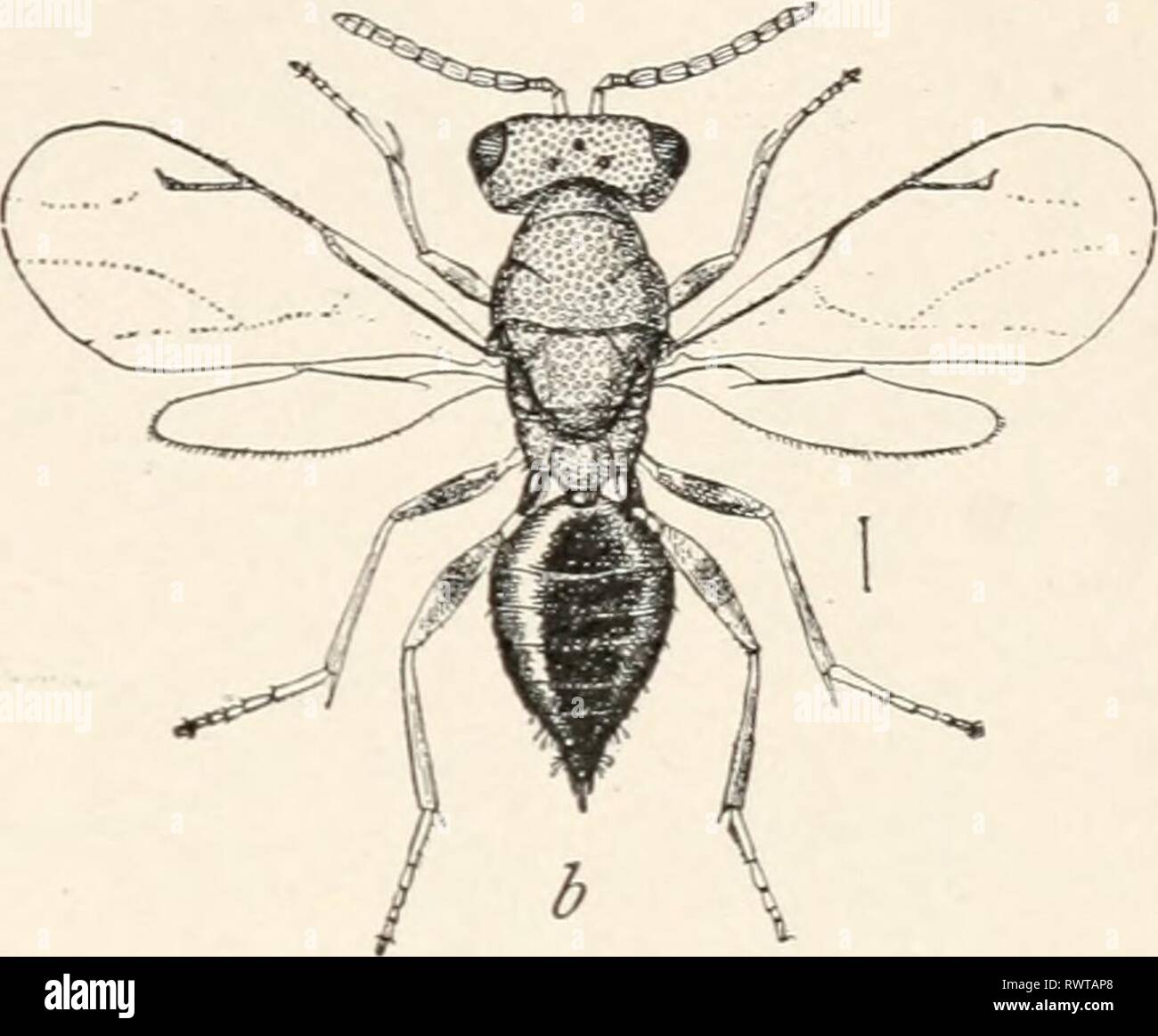Elementary entomology ([c1912]) Elementary entomology ...