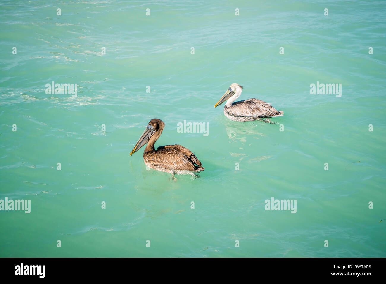 Pelican key west hi-res stock photography and images - Alamy