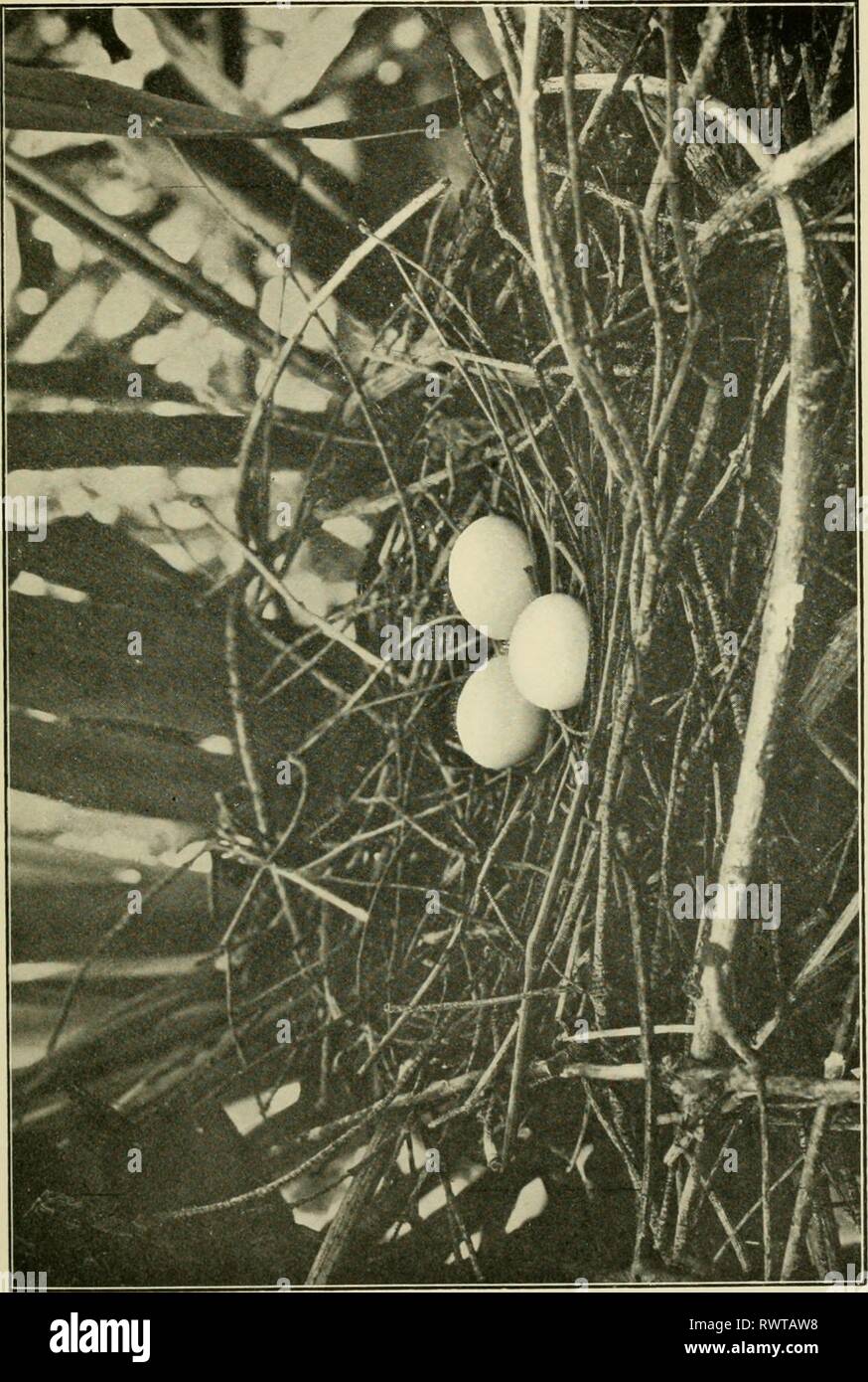 The Emu official organ Stock Photo - Alamy