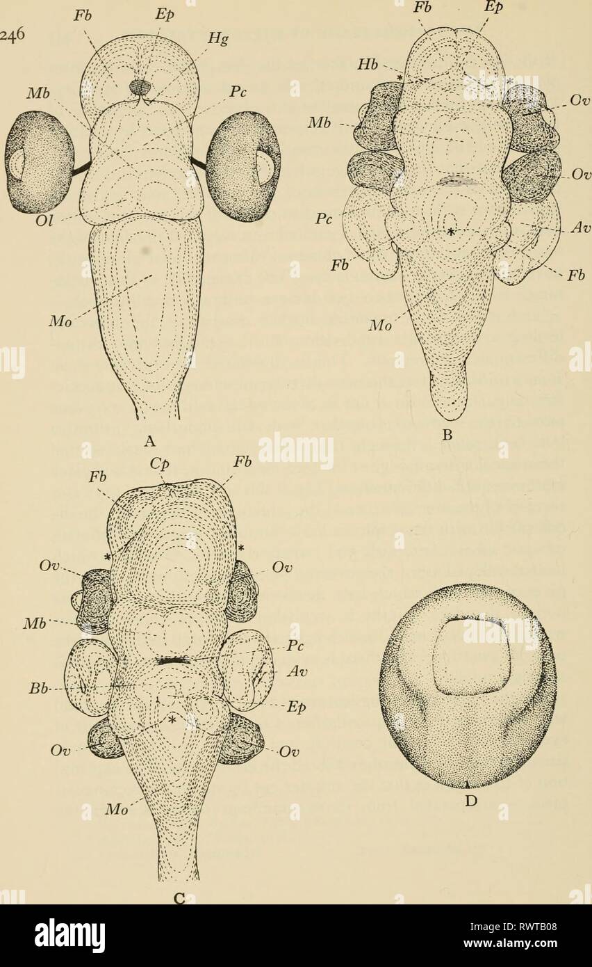 The elements of experimental embryology Stock Photo - Alamy