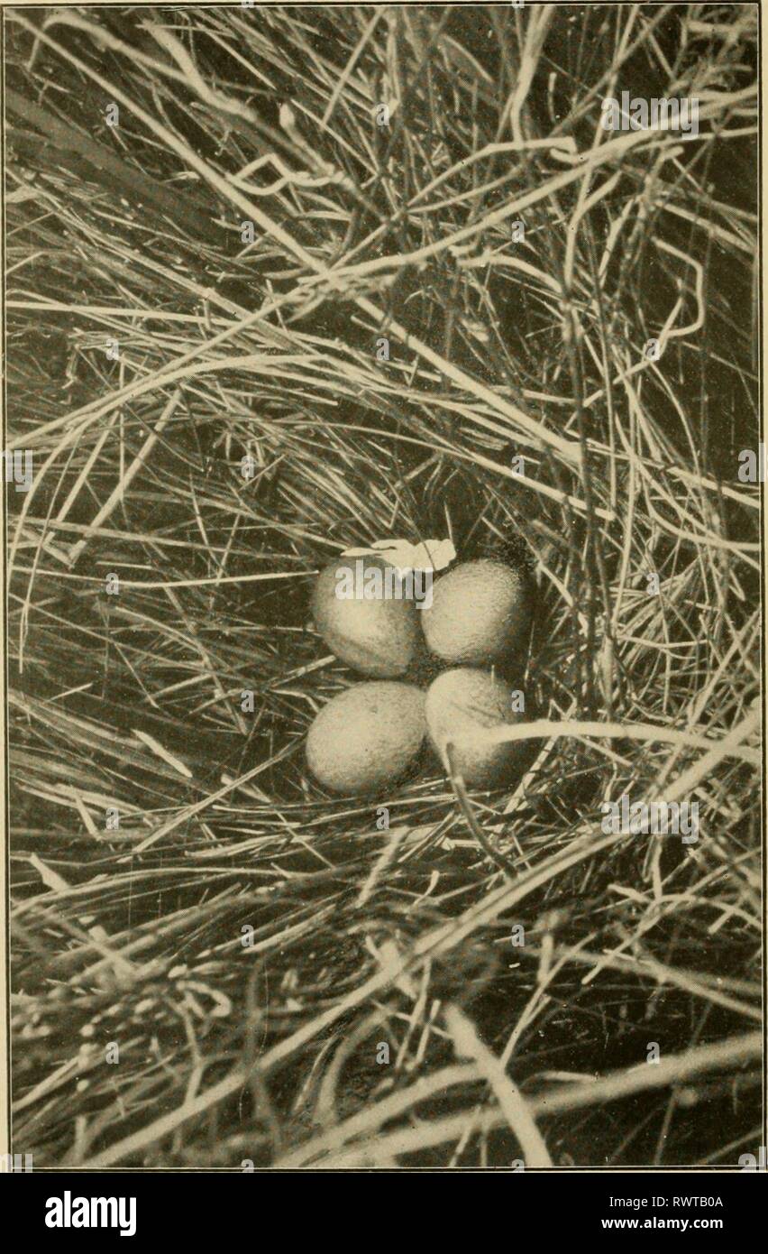 The Emu official organ Stock Photo - Alamy