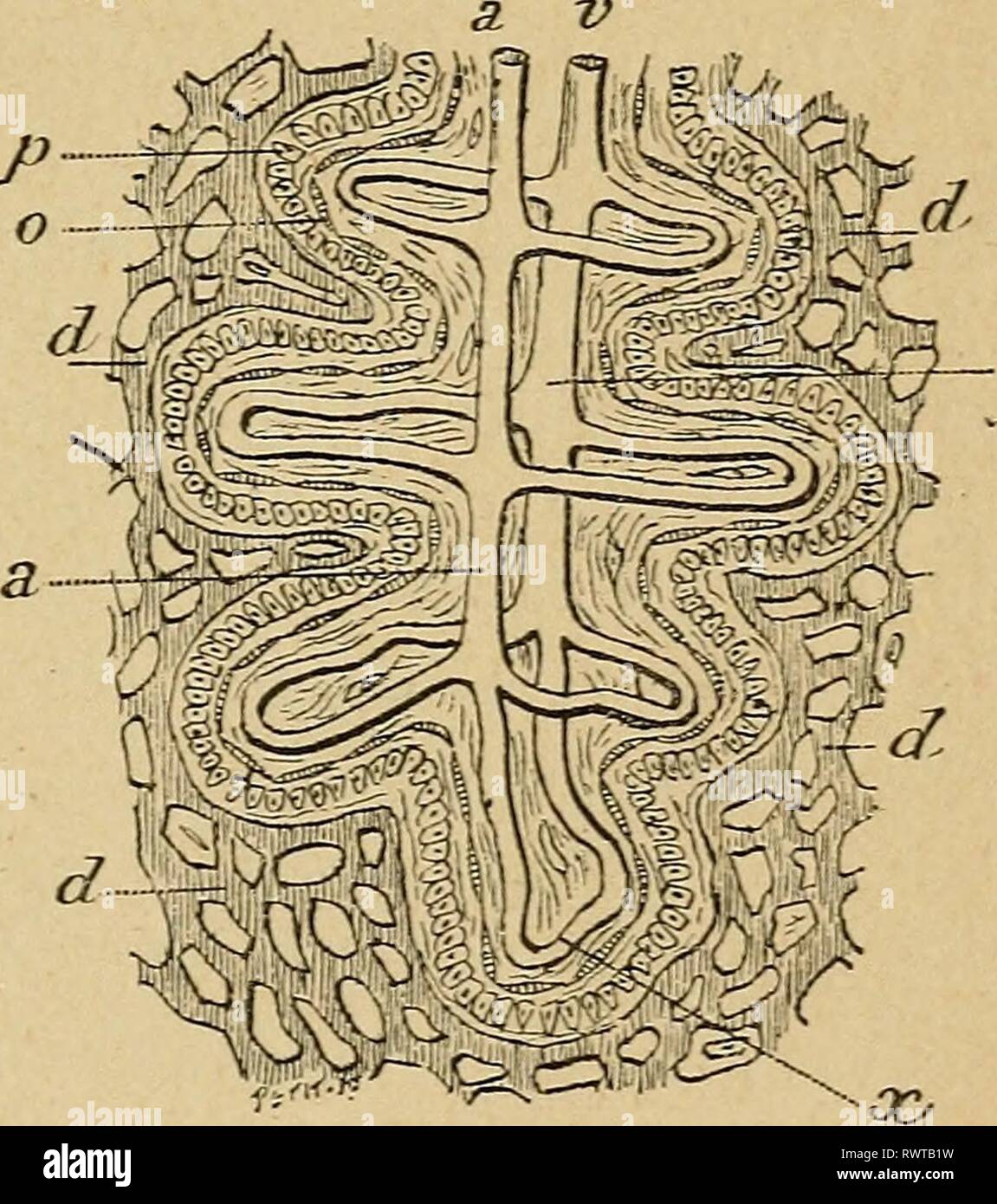 Placenta humain placenta humain hi-res stock photography and images - Alamy