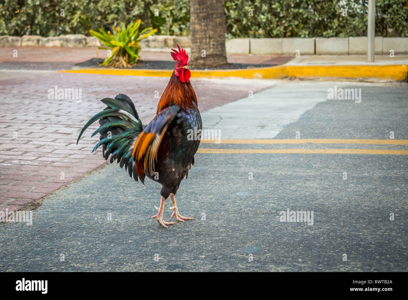 Rooster chicken key west hi-res stock photography and images - Alamy