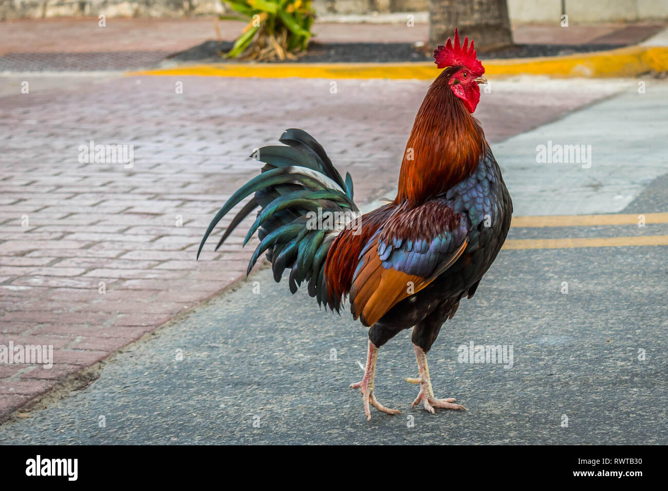 Chicken rooster cockerel road hi-res stock photography and images - Alamy