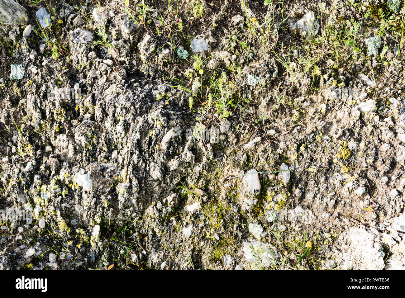 Morning dew forest wild herbs plants and grass Stock Photo - Alamy