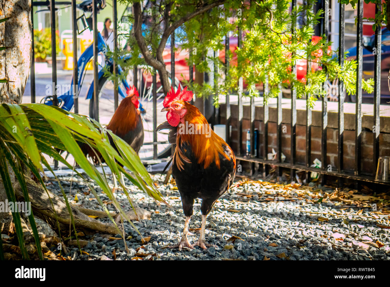 Rooster chicken key west hi-res stock photography and images - Alamy