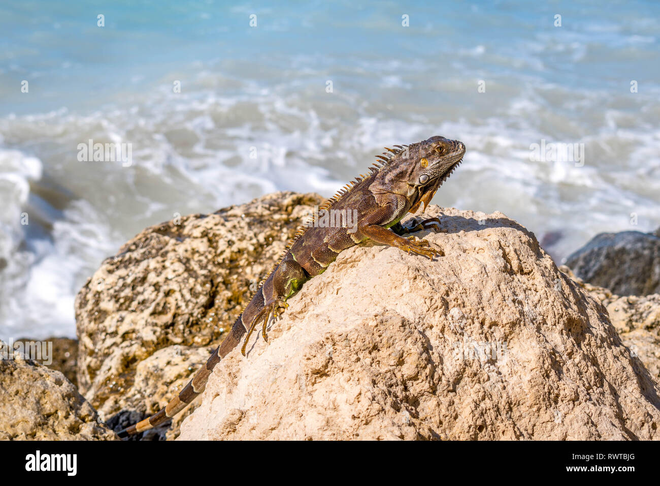 A Green Iguana in Key West, Florida Stock Photo - Alamy