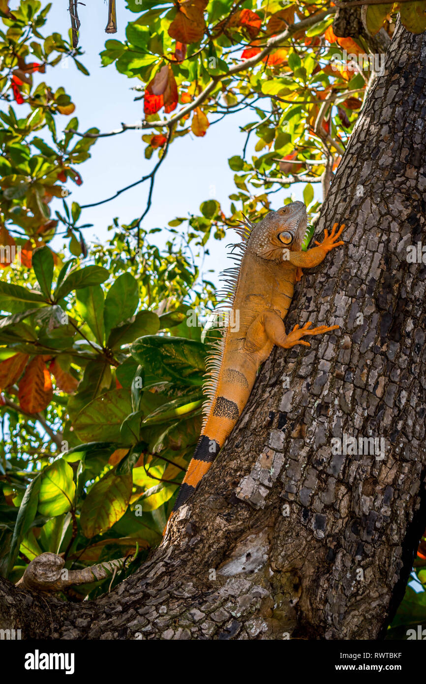 An Orange Iguana in Key West, Florida Stock Photo - Alamy