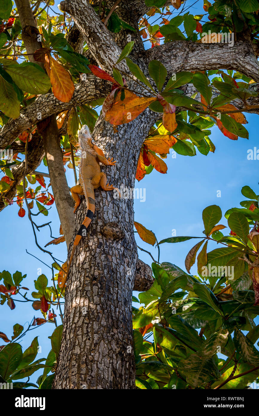 An Orange Iguana in Key West, Florida Stock Photo - Alamy