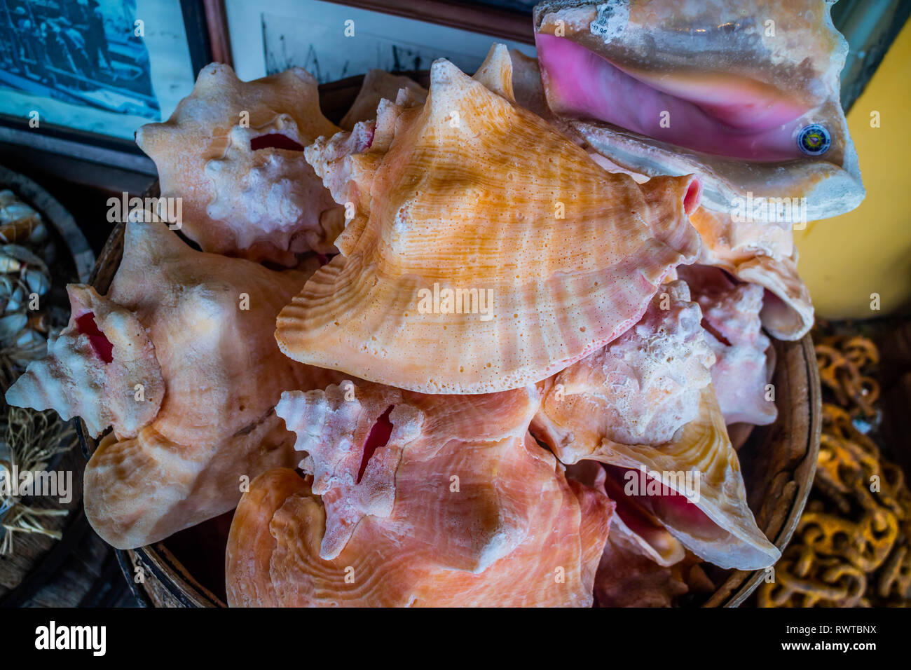 Conch shell white background florida hi-res stock photography and ...