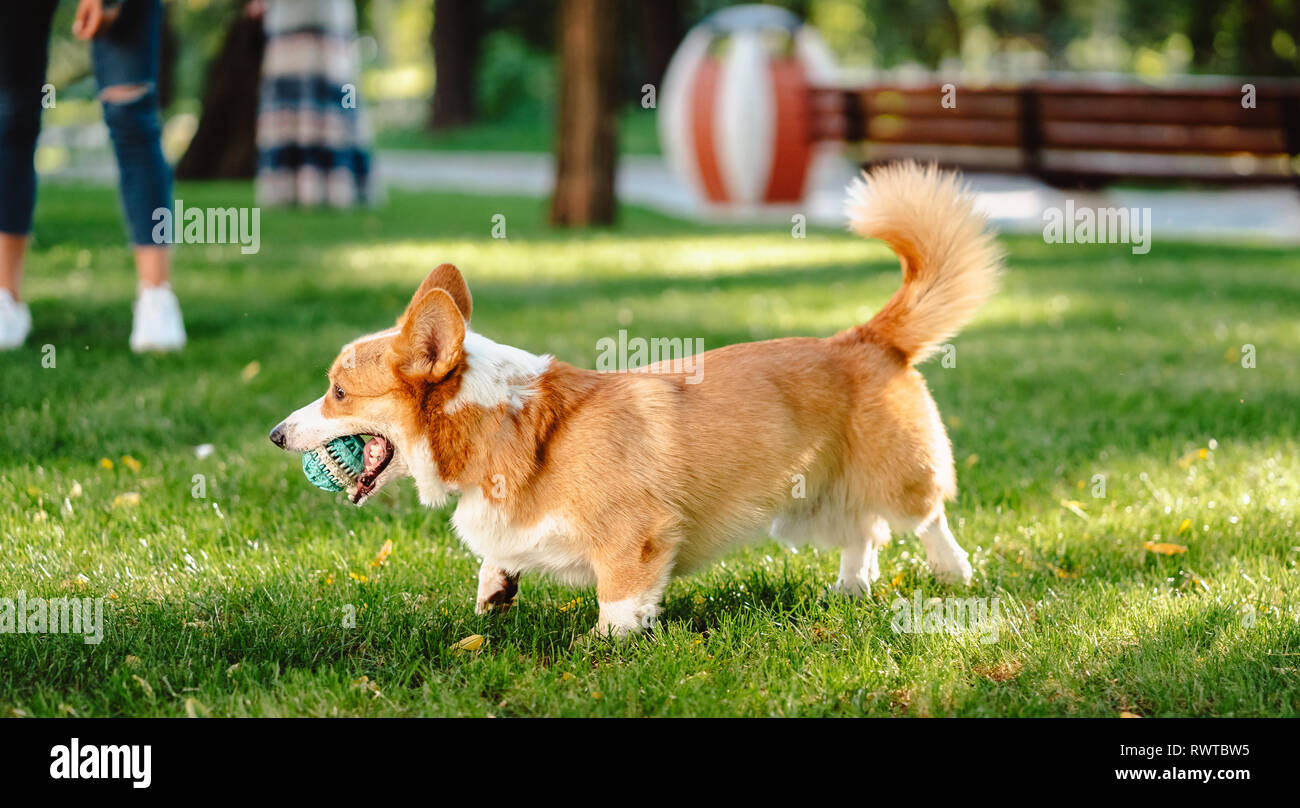 Welsh corgi enjoy his toy on the lawn Stock Photo - Alamy