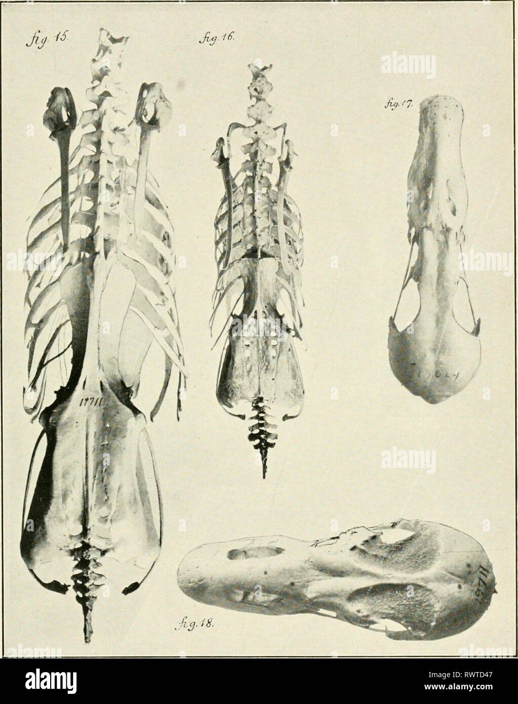 The Emu official organ Stock Photo - Alamy