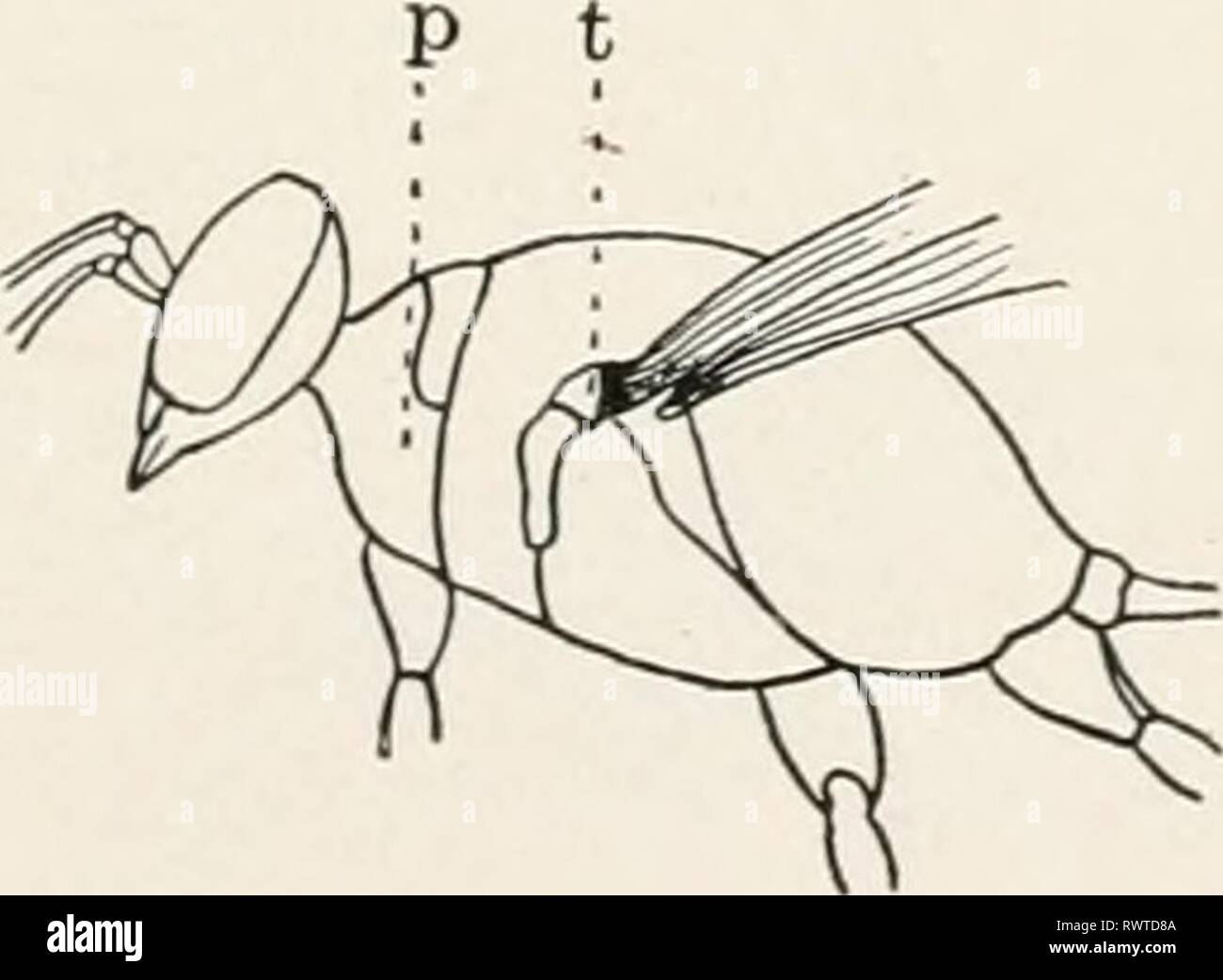 Insect specimen drawing hi-res stock photography and images - Alamy