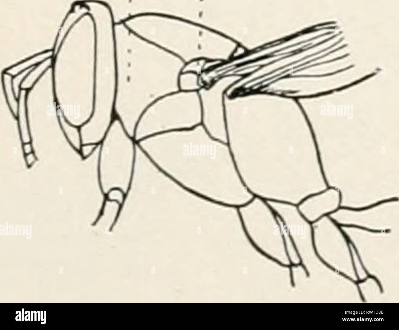 Insect without a sting hi-res stock photography and images - Alamy