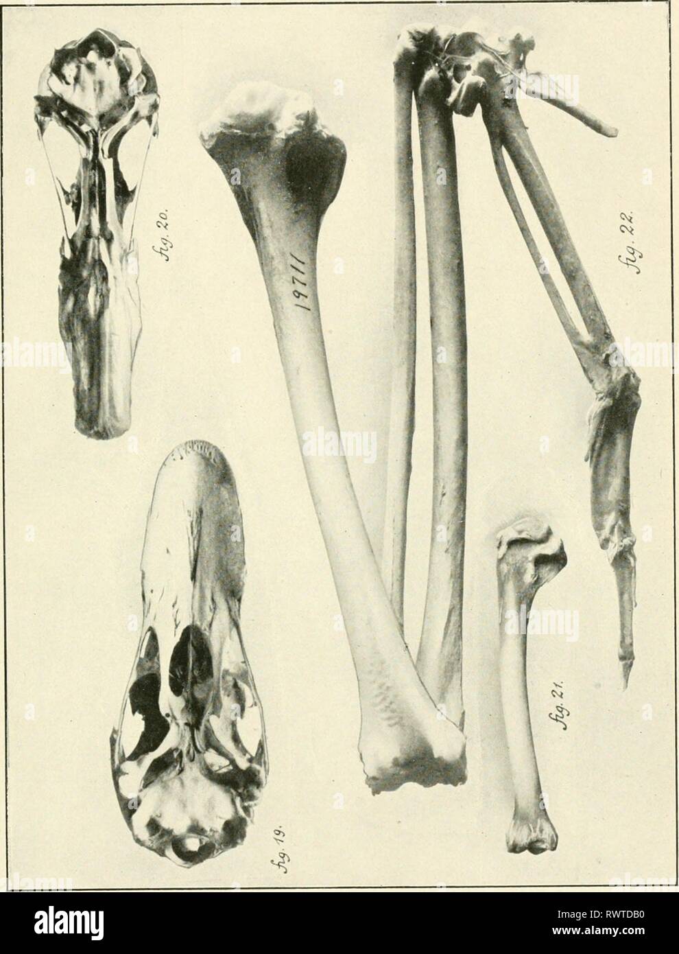 The Emu official organ Stock Photo - Alamy