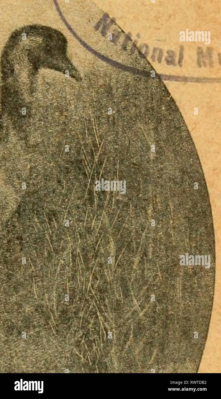 The Emu official organ Stock Photo - Alamy