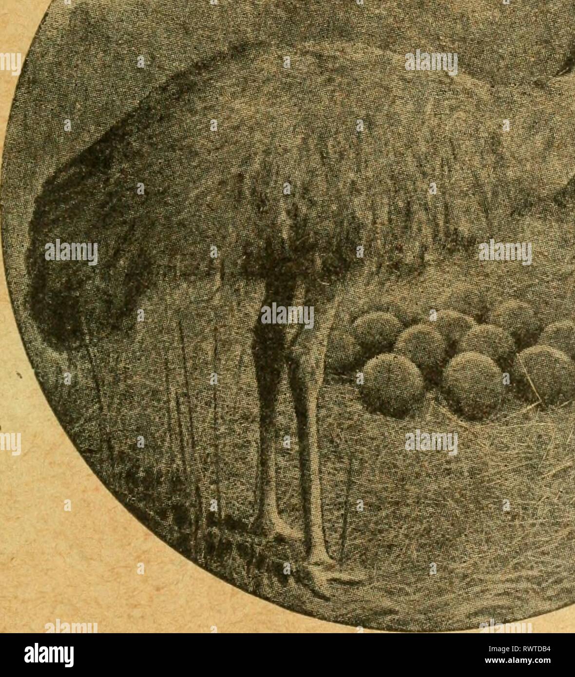 The Emu official organ Stock Photo - Alamy