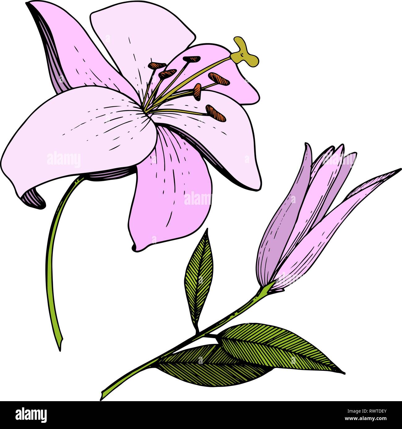 Vector Pink Lily floral botanical flower. Engraved ink art. Isolated ...
