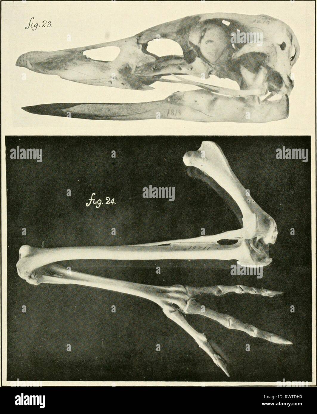 The Emu official organ Stock Photo - Alamy