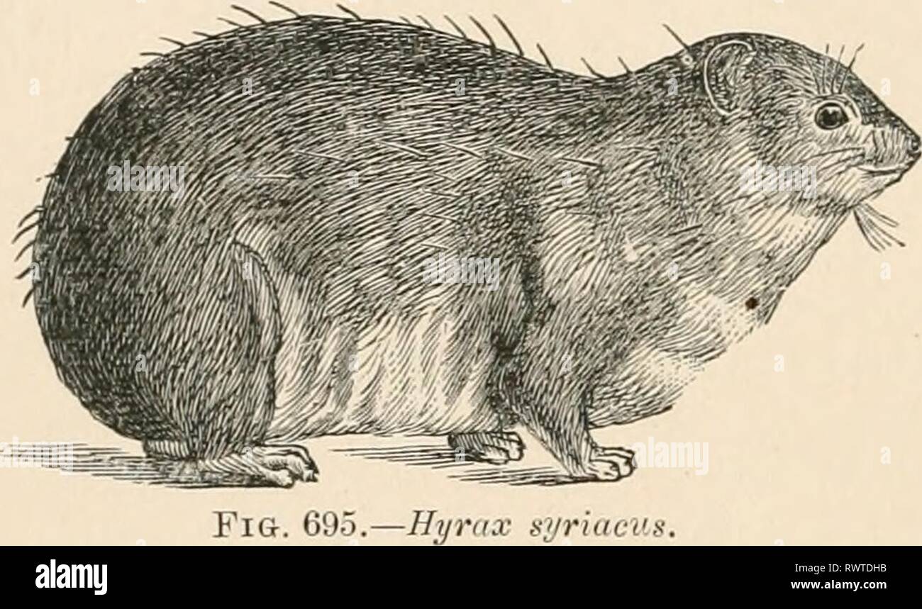 Glires hi-res stock photography and images - Alamy